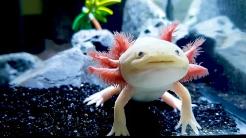Captivating Axolotl in Pristine Aquarium | Stock Video | Pond5