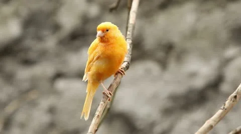 Image Of Miniture Stock Videos – Royalty-Free HD & 4K Videos | Pond5