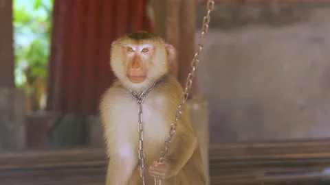 Captive chained sad monkey yawns in a gr... | Stock Video | Pond5