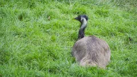 Captive Emu Resting in the Grass. 4k Ult... | Stock Video | Pond5