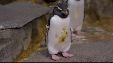 captive penguin poop on its chest | Stock Video | Pond5
