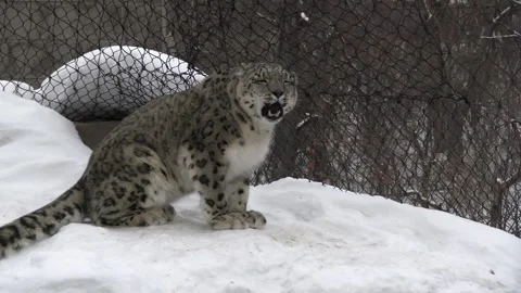 Sound Animal Stock Videos – Royalty-Free HD & 4K Videos