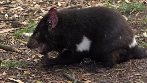 Tasmania Devil Stock Footage ~ Royalty Free Stock Videos | Pond5