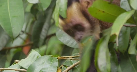 A capuchin monkey picks fruit from a tre... | Stock Video | Pond5
