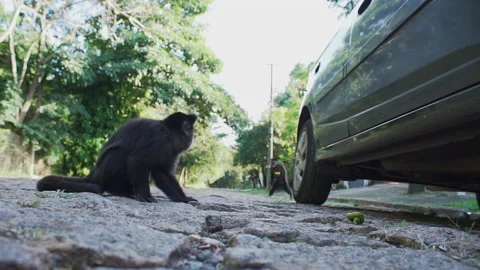 Capuchin monkey on the road another one ... | Stock Video | Pond5
