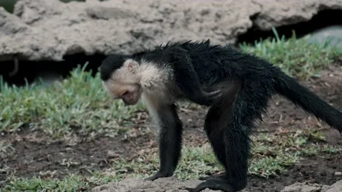 Capuchin Monkey Scratching Its Body - sl... | Stock Video | Pond5