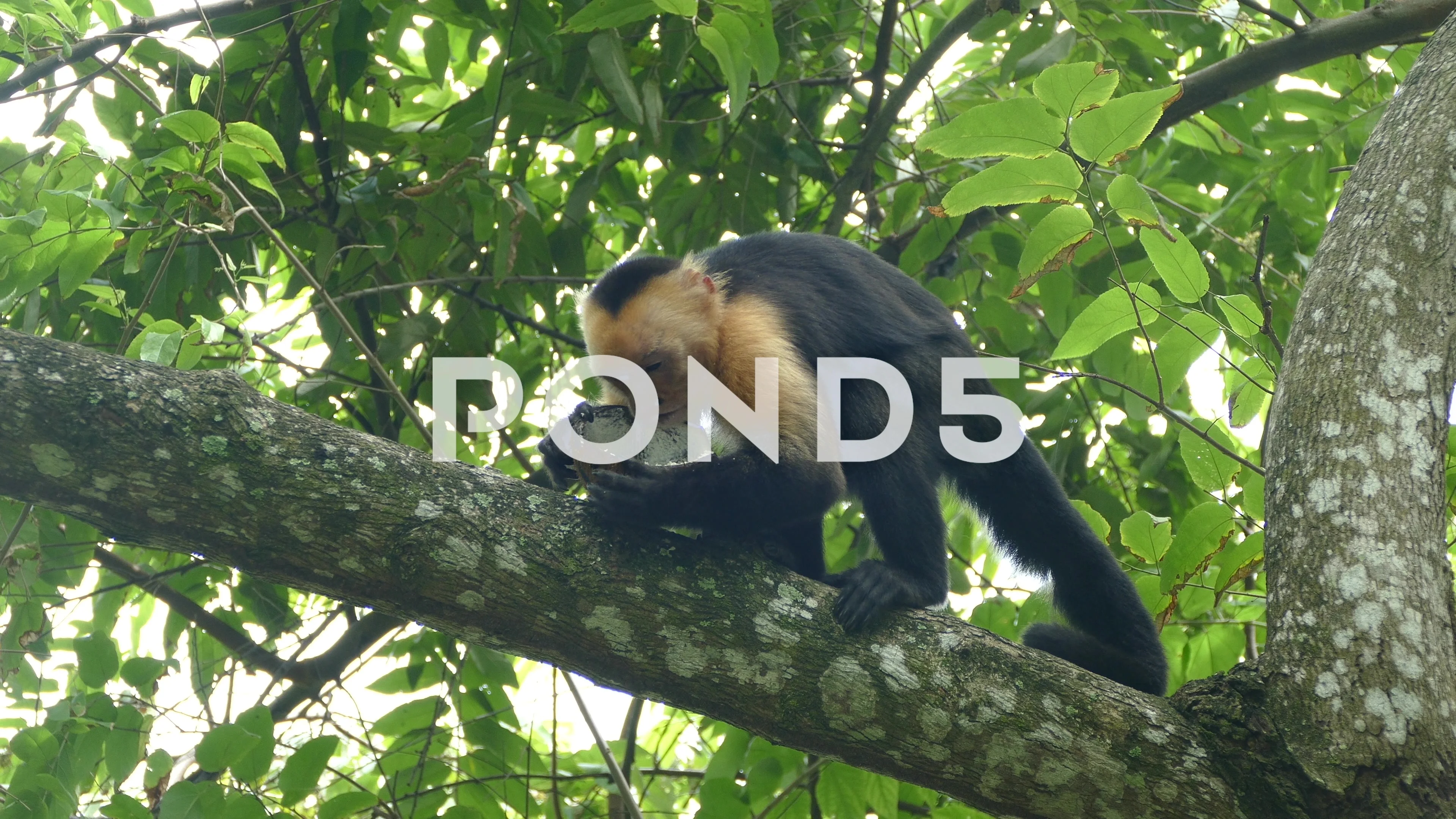 Capuchin Monkeys Eating