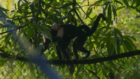 Capuchin monkeys mating on a fence in su... | Stock Video | Pond5