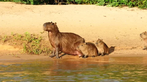 Capybara Sounds Stock Video Footage | Royalty Free Capybara Sounds ...