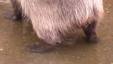 Capybara Butt Urinating Peeing Pooping D... | Stock Video | Pond5