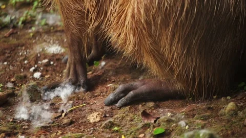 Capybara claw close up on dry dirt with ... | Stock Video | Pond5