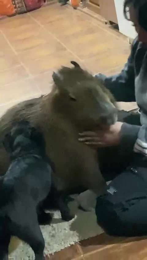 Capybara Comes in for Cuddles, Villa Par... | Stock Video | Pond5