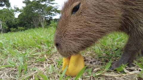 Capybara Stock Footage ~ Royalty Free Stock Videos | Pond5
