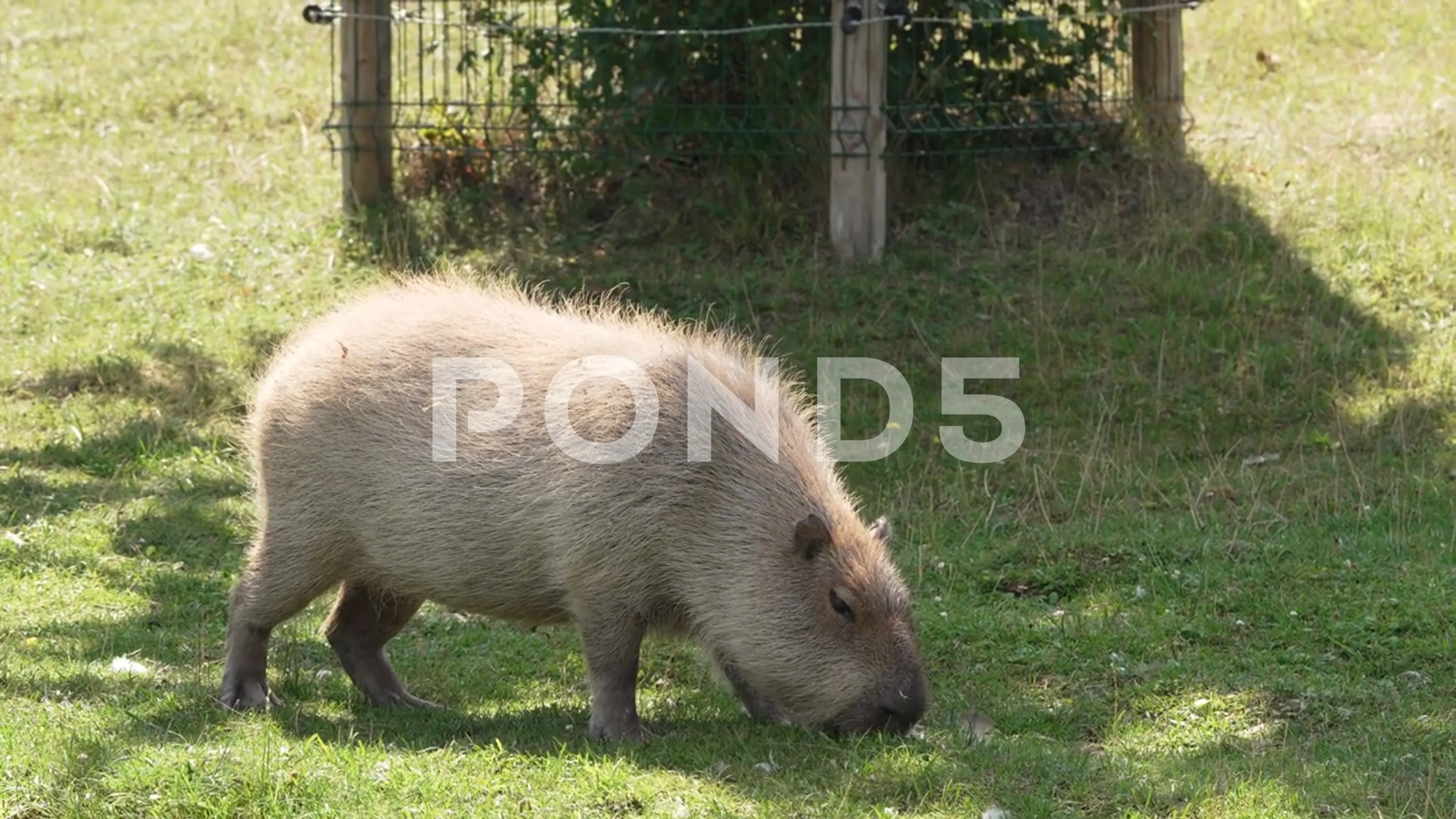 Capybara Eating Grass