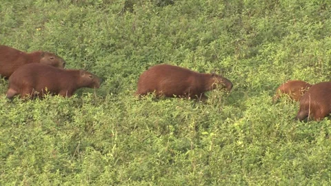 Wildlife Herd Moving Stock Videos – Royalty-Free HD & 4K Videos | Pond5