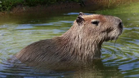 Capybara Stock Footage ~ Royalty Free Stock Videos | Pond5