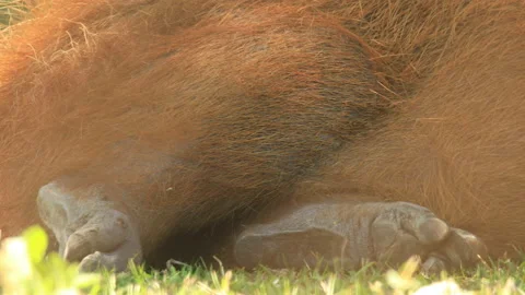Capybara legs and feet closeup moving as... | Stock Video | Pond5