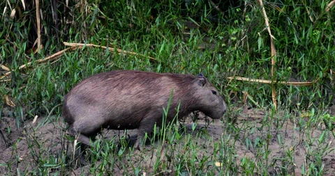 Peru Hunting Stock Video Footage | Royalty Free Peru Hunting Videos | Pond5