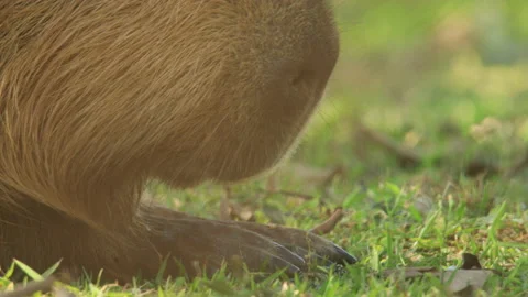 Nostrils Flaring Stock Videos – Royalty-Free HD & 4K Videos