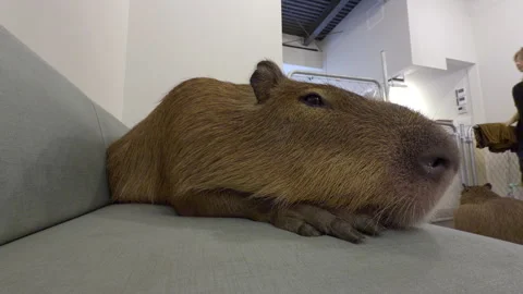 Capybara resting on a couch at Cafe Capy... | Stock Video | Pond5