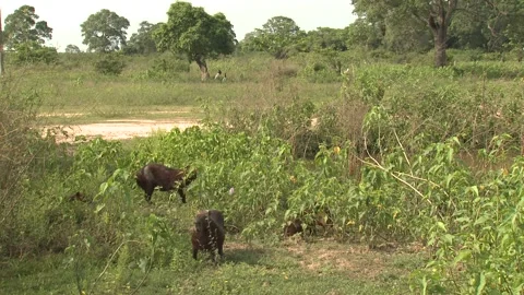 Capybara Sounds Stock Videos – Royalty-Free HD & 4K Videos