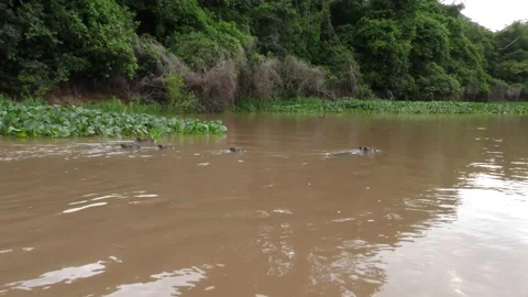Capybara Swimming Diving Submerging in M... | Stock Video | Pond5