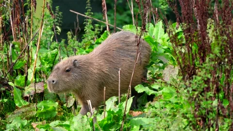 Capybara Walking In Nature, South Americ... | Stock Video | Pond5