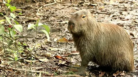 Capybara Stock Footage ~ Royalty Free Stock Videos | Pond5