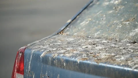 Bird Shit Stock Video Footage | Royalty Free Bird Shit Videos | Pond5