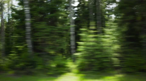 car side view summer forest fast mtion b... | Stock Video | Pond5