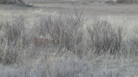 Honey Badger Stock Video Footage | Royalty Free Honey Badger Videos | Pond5