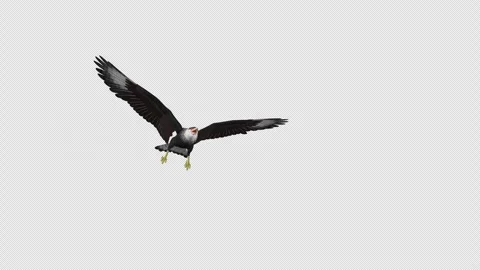 Flying Bird Alpha Stock Footage ~ Royalty Free Stock Videos | Pond5