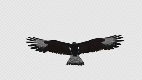 Bird Flying Back Stock Videos – Royalty-Free HD & 4K Videos