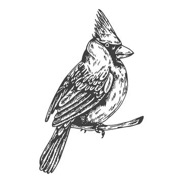 Cardinal Black And White