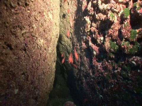 Cardinal Fish Stock Footage ~ Royalty Free Stock Videos | Pond5