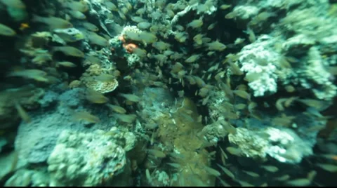 Images Cardinal Stock Videos – Royalty-Free HD & 4K Videos