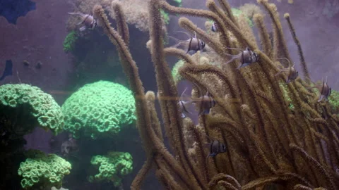 Cardinalfish swimming deep in the ocean | Stock Video | Pond5