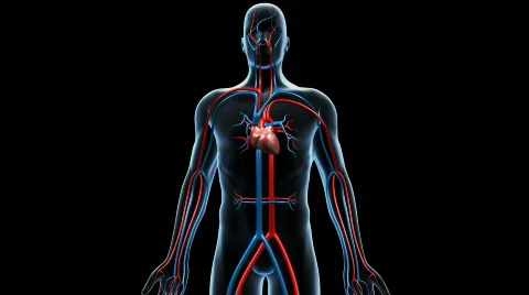 Heart Stock Footage ~ Royalty Free Stock Videos | Pond5