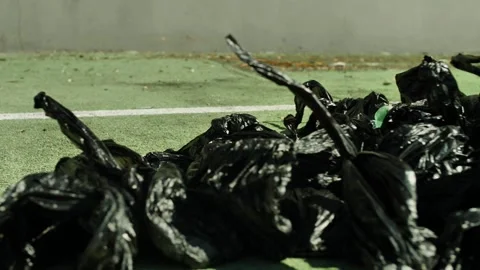 Dog Poop Stock Footage ~ Royalty Free Stock Videos | Pond5