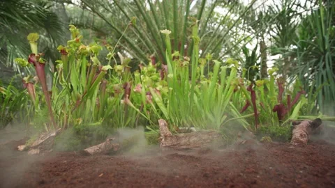 Buttercup Garden Stock Videos – Royalty-Free HD & 4K Videos