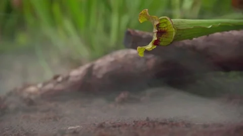 Buttercup Garden Stock Videos – Royalty-Free HD & 4K Videos