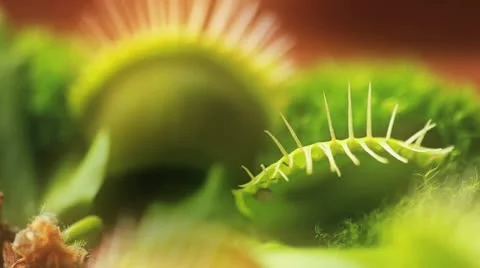 Carnivorous Plant Stock Video Footage | Royalty Free Carnivorous Plant ...