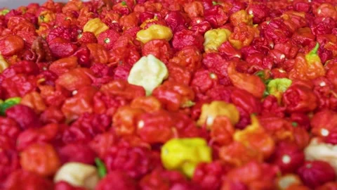 Carolina Reaper Red Chili Pepper in indu... | Stock Video | Pond5
