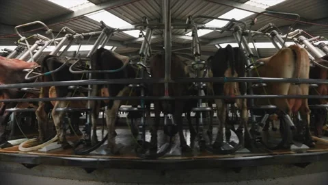Carousel rotating with cows being milked... | Stock Video | Pond5