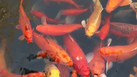Chinese Koi Fish Stock Videos – Royalty-Free HD & 4K Videos