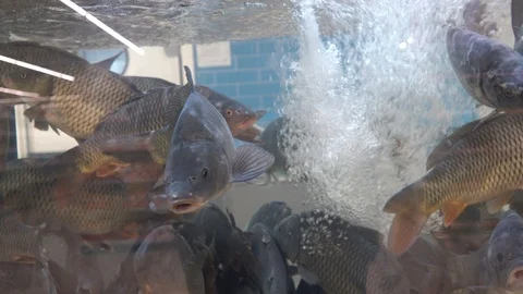 Carp fish swim in the supermarket aquari... | Stock Video | Pond5
