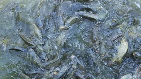 Overfishing Stock Video Footage | Royalty Free Overfishing Videos | Pond5