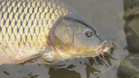 Big Head Goldfish Stock Videos – Royalty-Free HD & 4K Videos