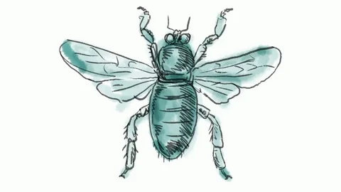 Bee Drawings Drawings Drawings Drawings Cartoons Stock Video Footage ...