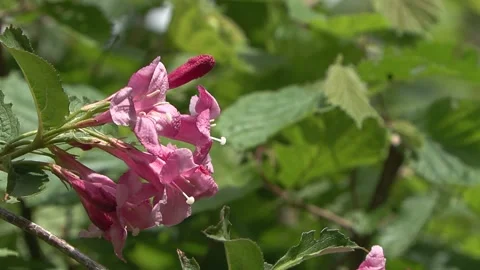 carpenter bee (Xylocopa violacea) Ape le... | Stock Video | Pond5